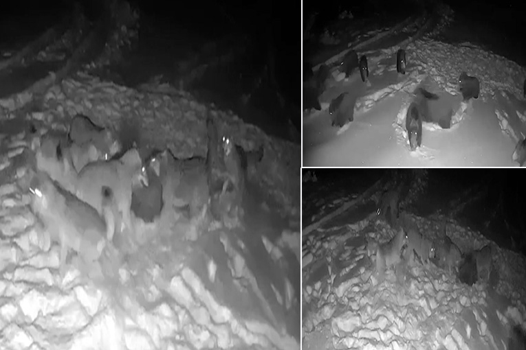 /VIDEO/ Čopor vukova u obruč uhvatio divlje svinje - UZNEMIRUJUĆI ...