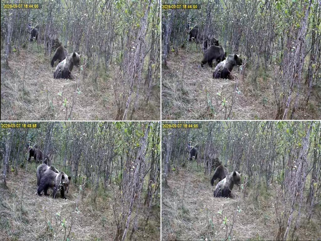 VIDEO snimak medvjeda u Sandžaku: Kamere zabilježile nesvakidašnje ...